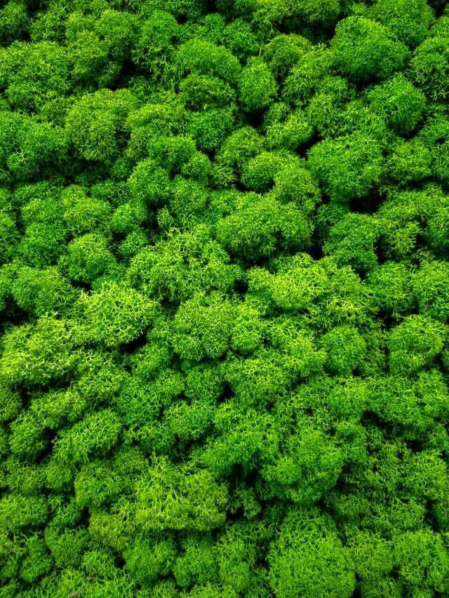 moosbild-und-mooswand - Solaga - Besseres Klima durch Algenwand